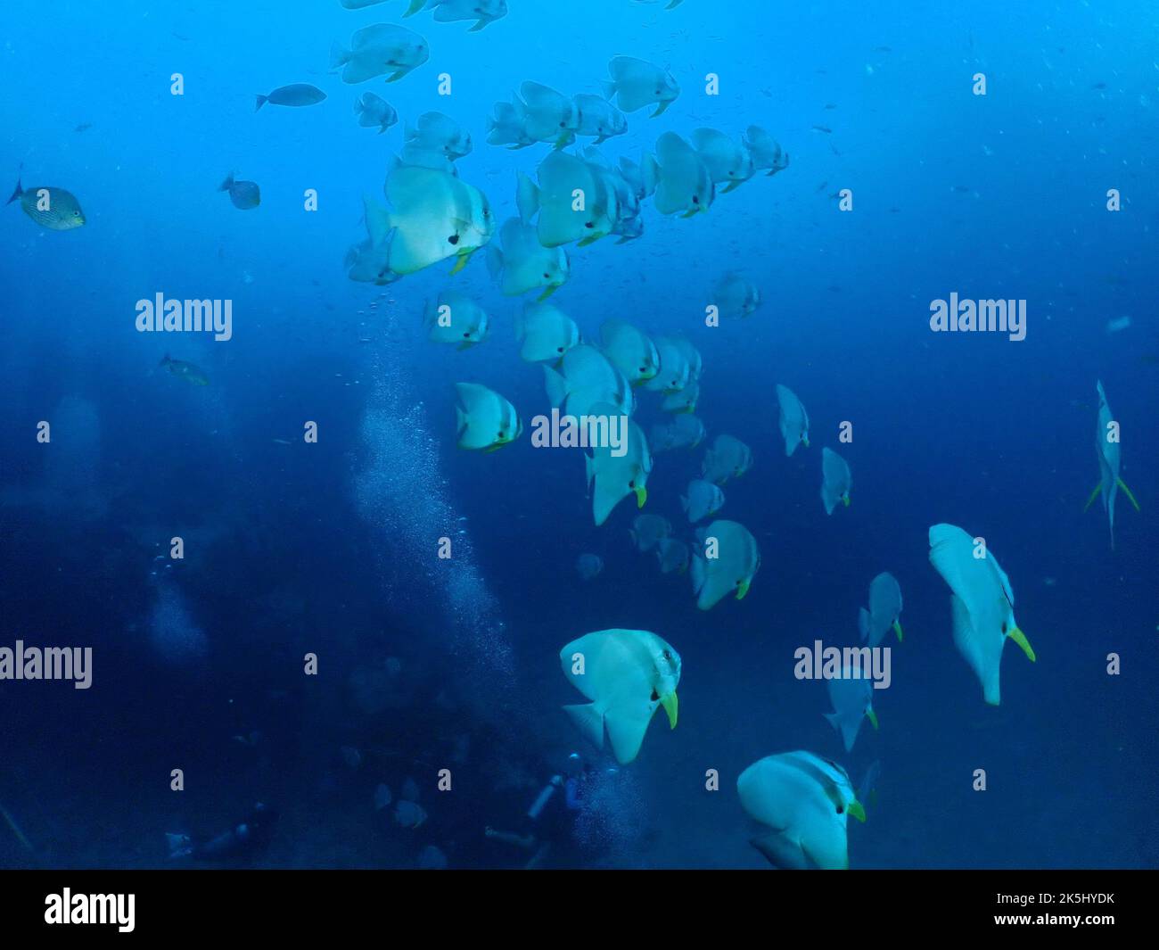 A group of fish swimming in the depths of a blue sea Stock Photo - Alamy