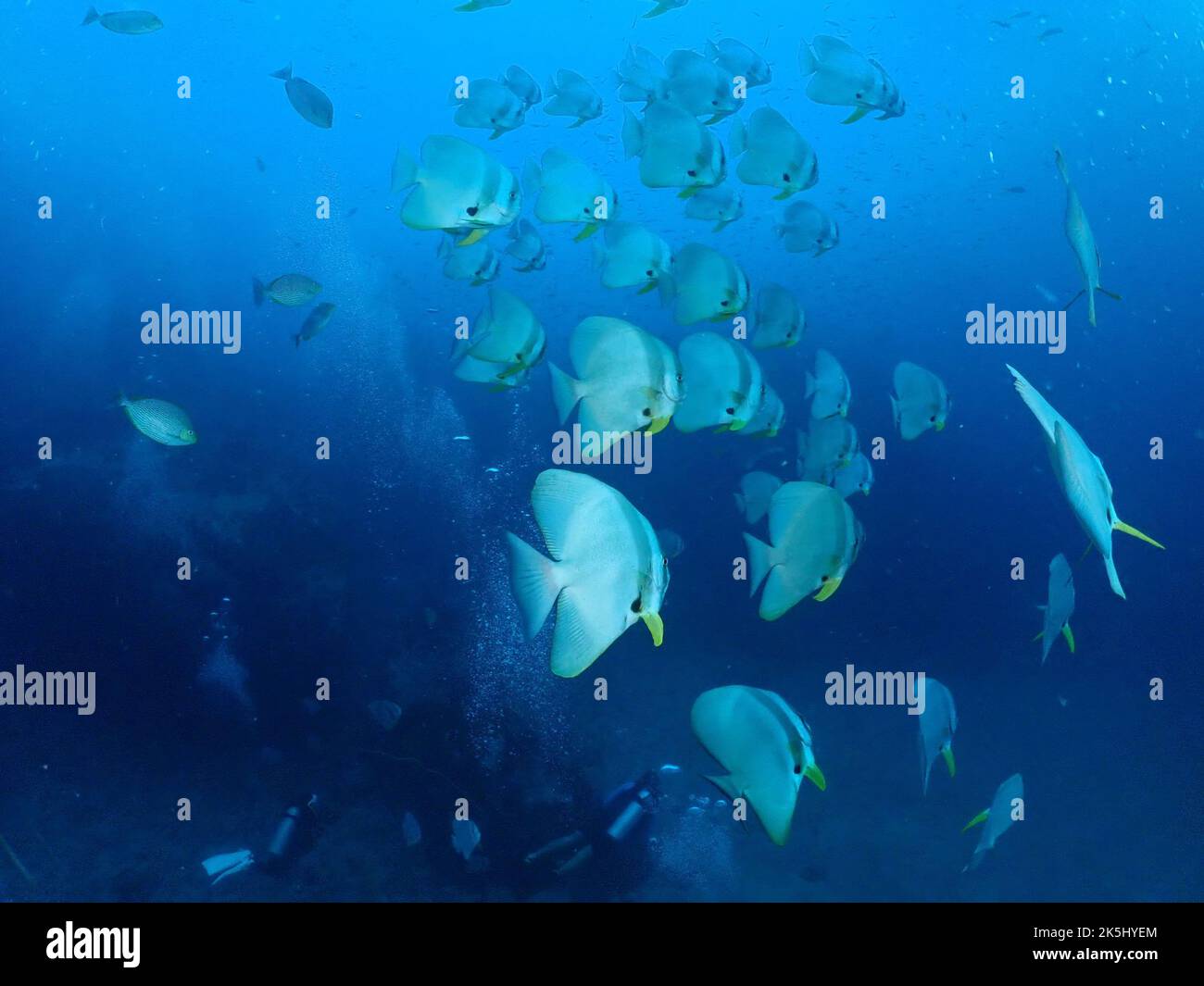 A group of fish swimming in the depths of a blue sea Stock Photo - Alamy