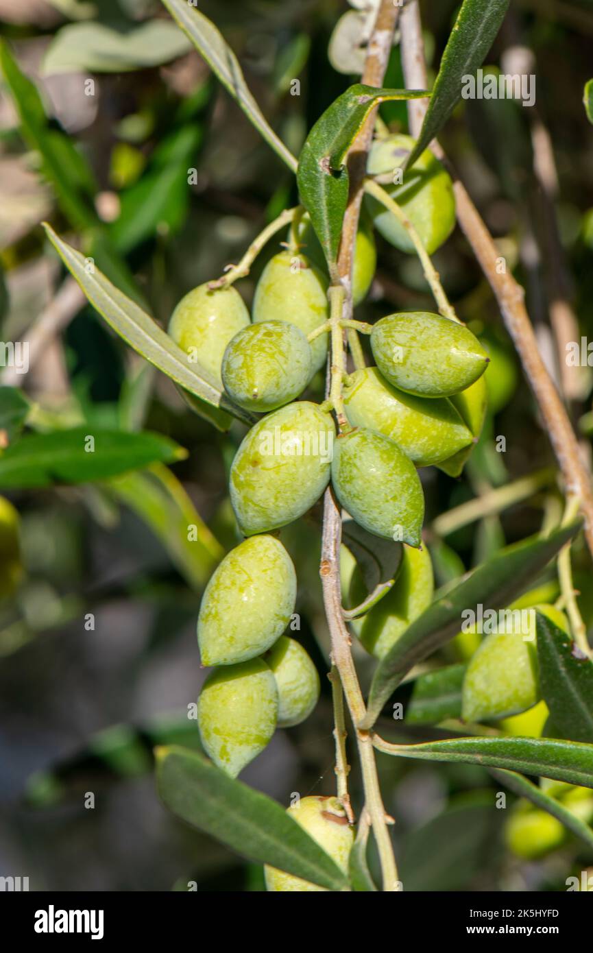 olives growing on a cultivated olive tree ripening in the greek ...