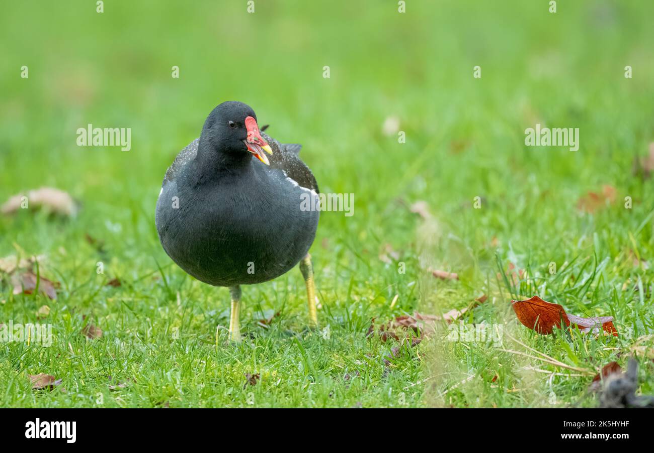 A black common waterhen standing on the green grass Stock Photo - Alamy