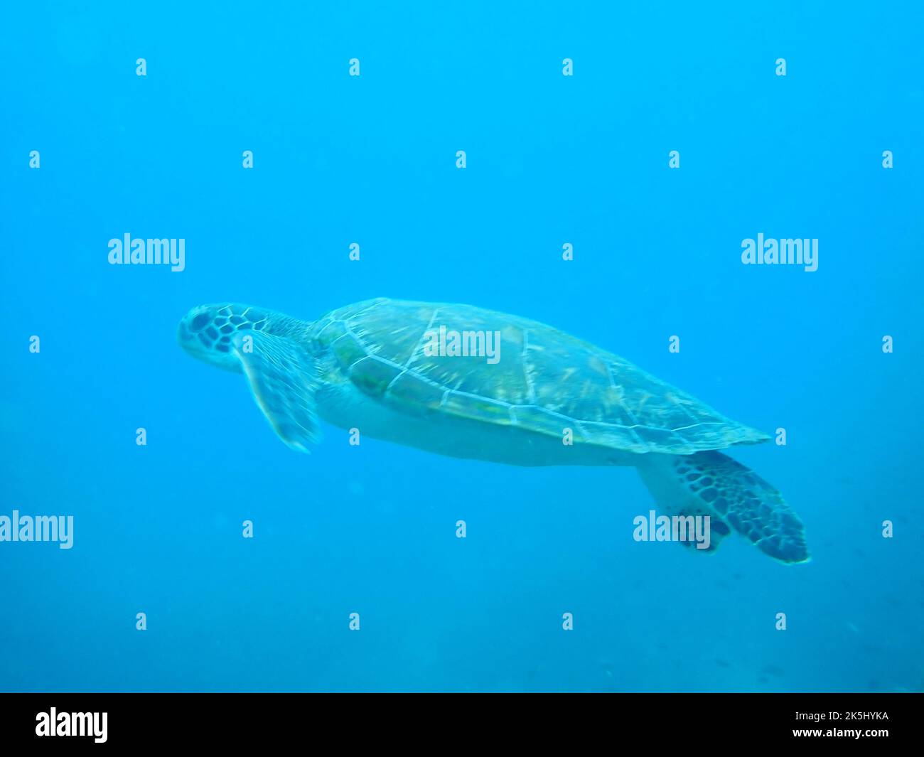 A water tortoise swimming in the depths of a sea Stock Photo - Alamy