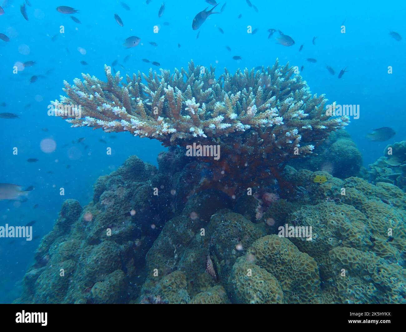 The underwater with a group of fish swimming near the coral reefs Stock ...