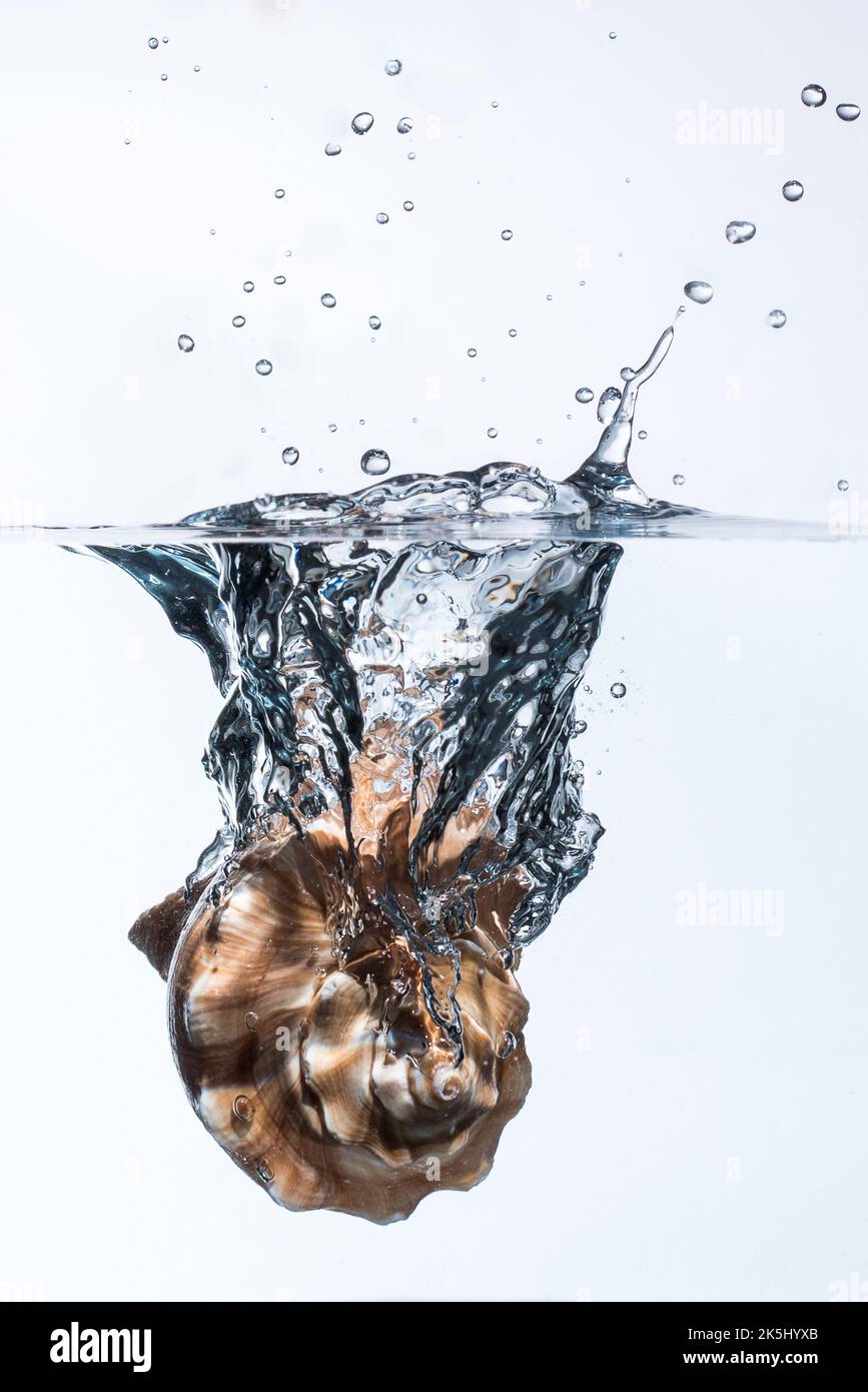 A vertical shot of a seashell falling into water with a splash Stock ...