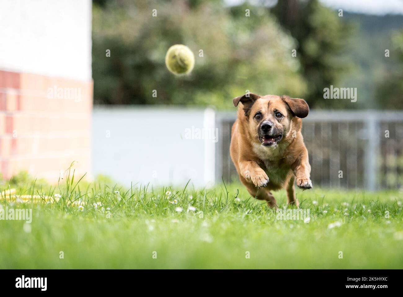A cute brown dog chasing after a ball in a garden Stock Photo - Alamy