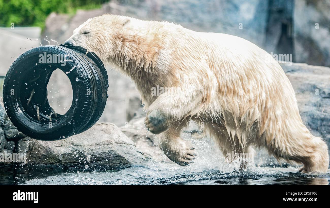 A wet polar bear getting out of water with a tire in his mouth Stock ...