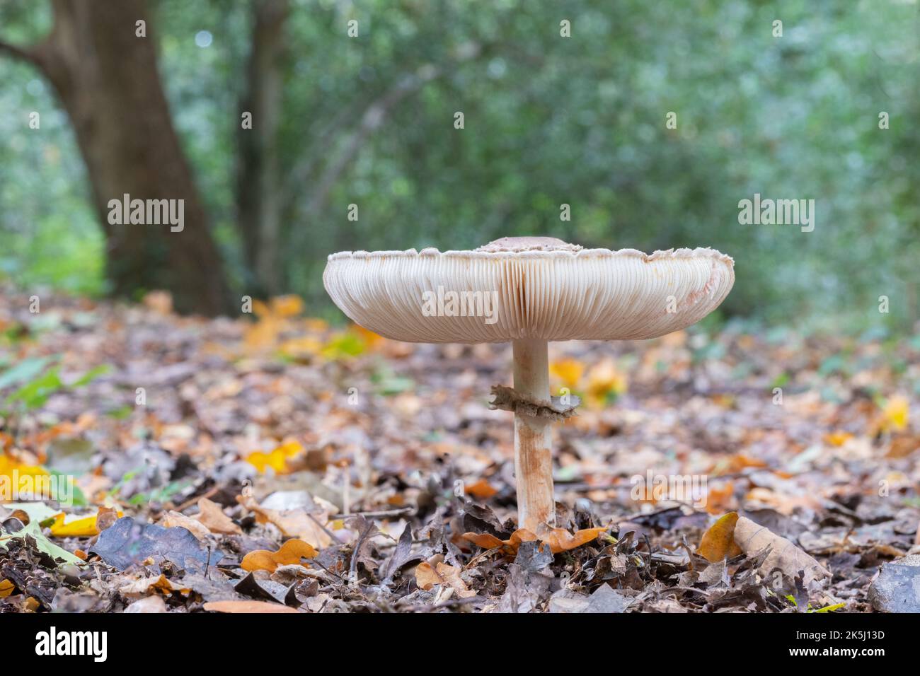 single mushroom in the woodland on Southampton Common Stock Photo - Alamy