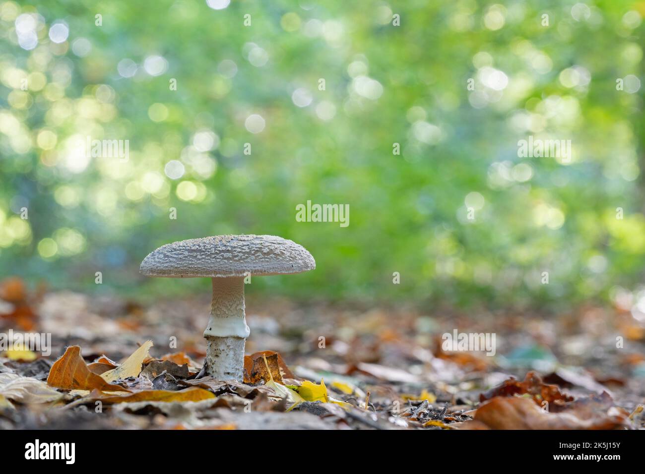single mushroom in the woodland on Southampton Common Stock Photo - Alamy