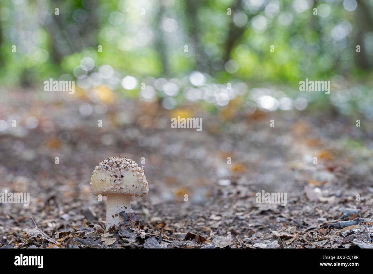 Fungi southampton common hi-res stock photography and images - Alamy