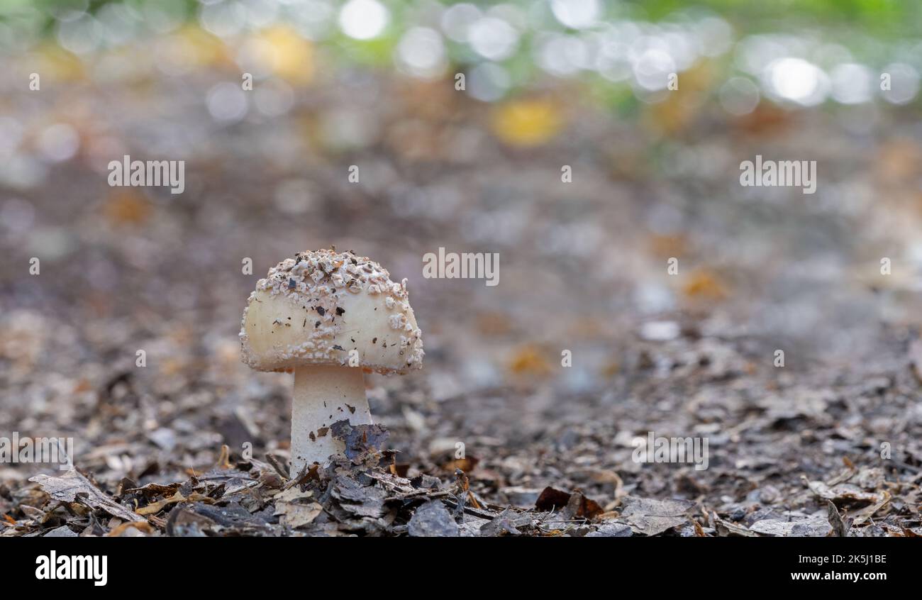 single mushroom in the woodland on Southampton Common Stock Photo - Alamy