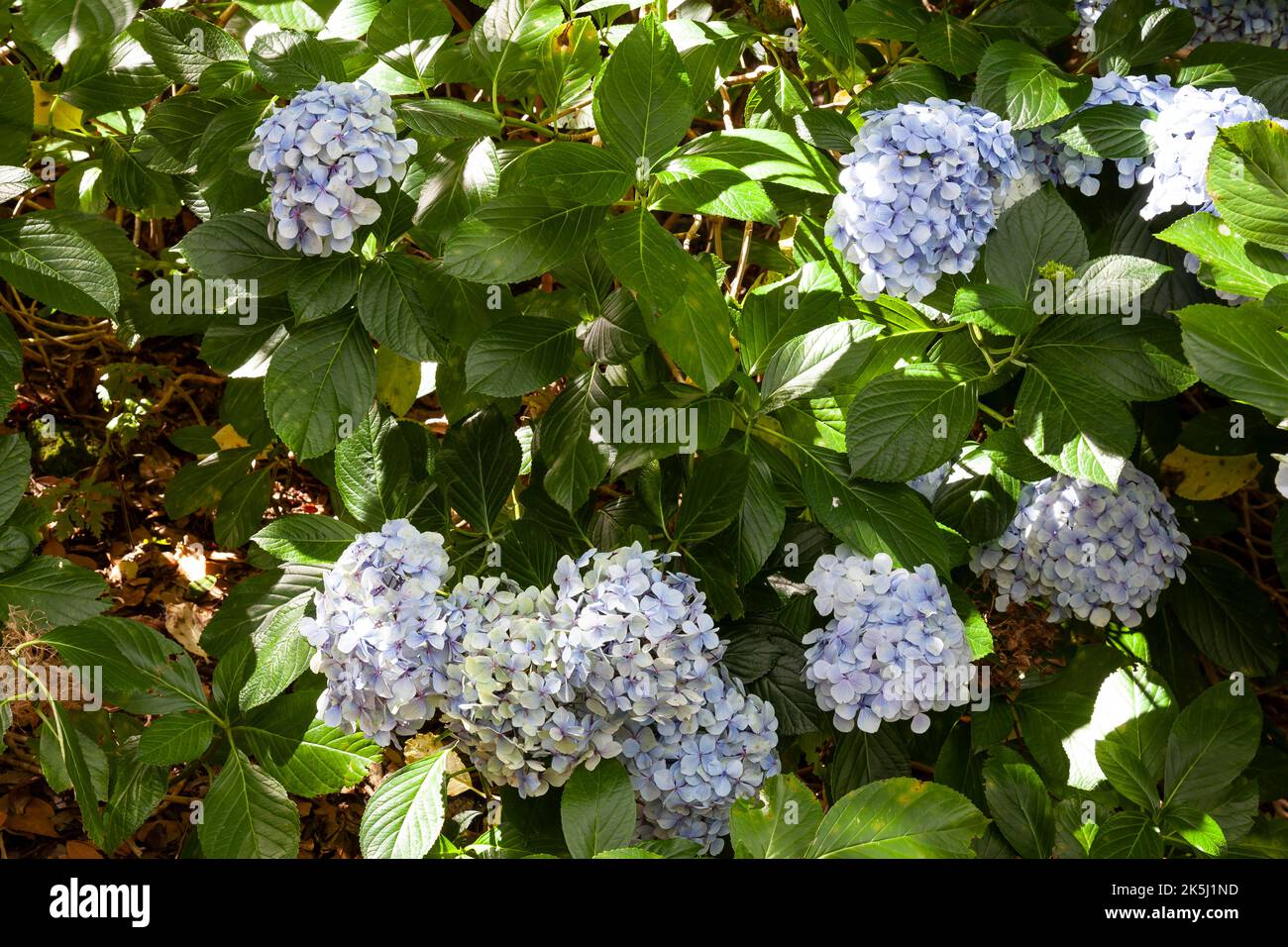 Blue flowers of a Hydrangea (Hydrangea), Madeira, Portugal Stock Photo ...