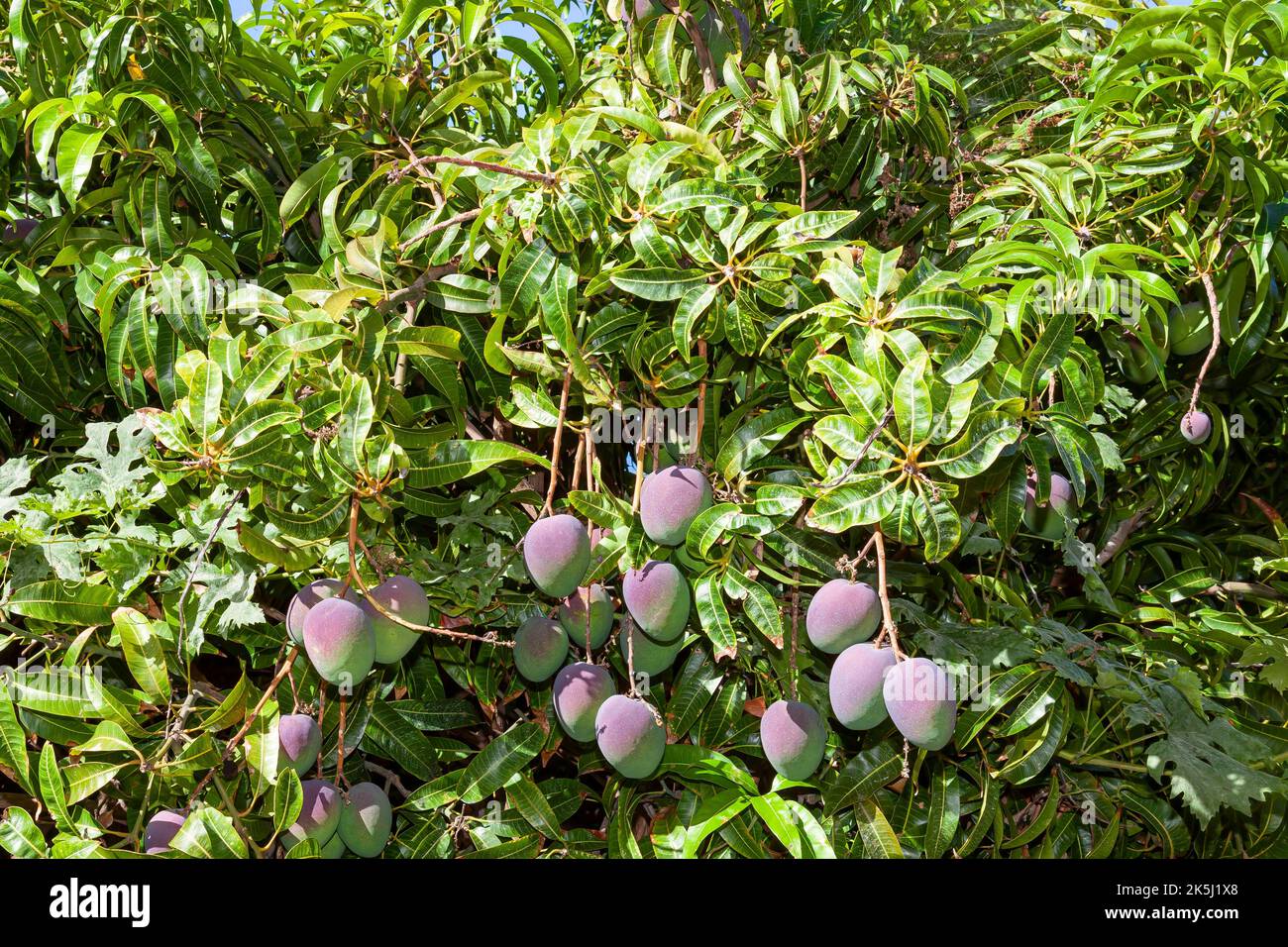Mango tree in the wine and fruit growing area of Faja dos Padres ...