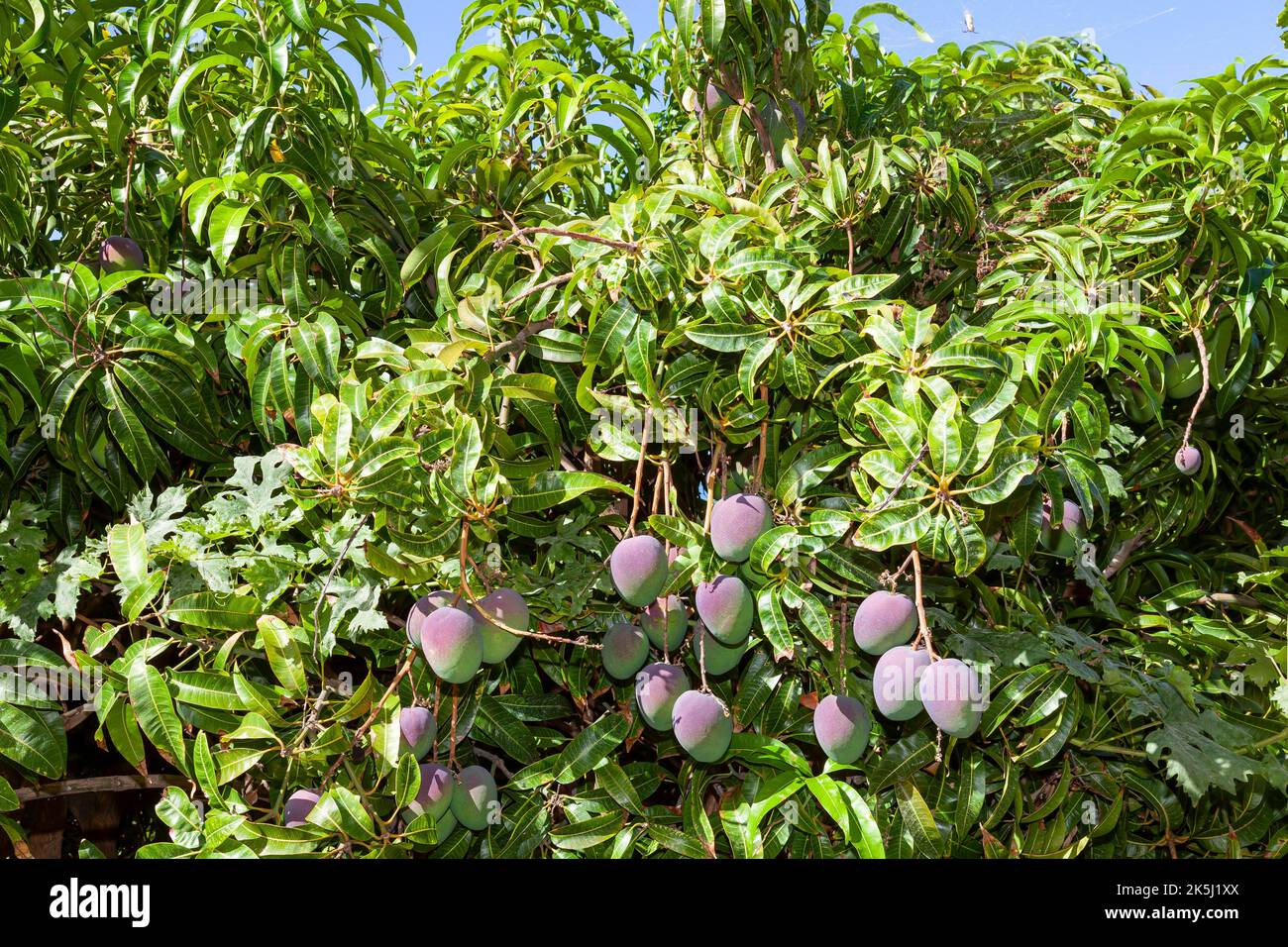 Mango tree in the wine and fruit growing area of Faja dos Padres ...