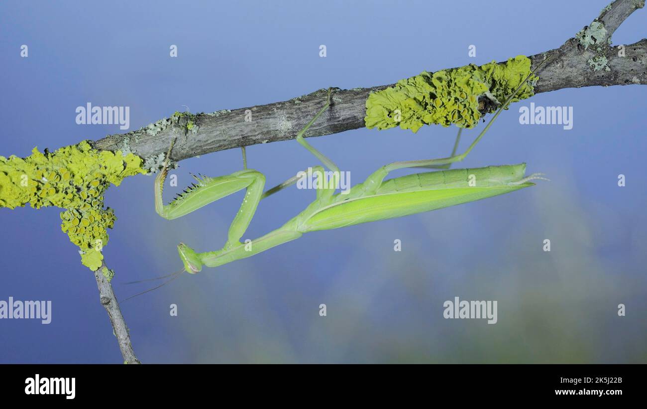 Closeup portrait of Green praying mantis hangs under tree branch on ...