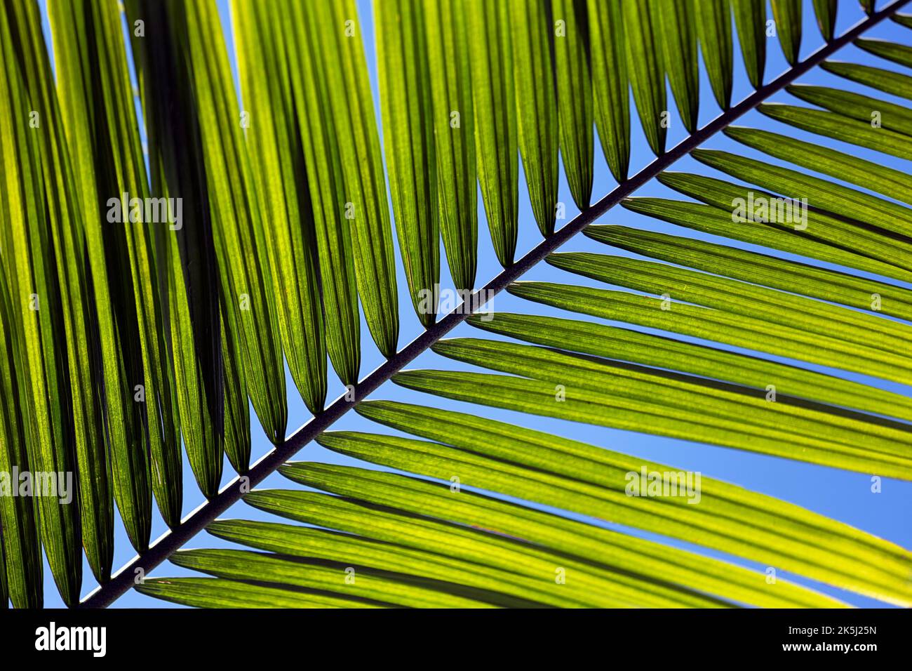 Structure of a palm frond, close-up, diagonal, backlight, background ...