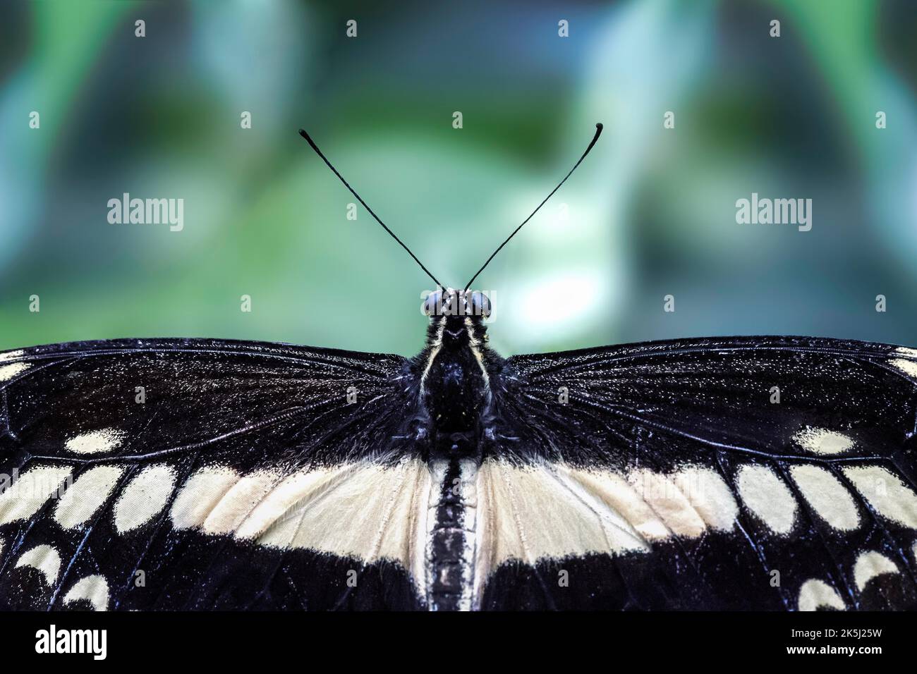 King swallowtail (Papilio thoas), captive, close-up, top view of wings ...