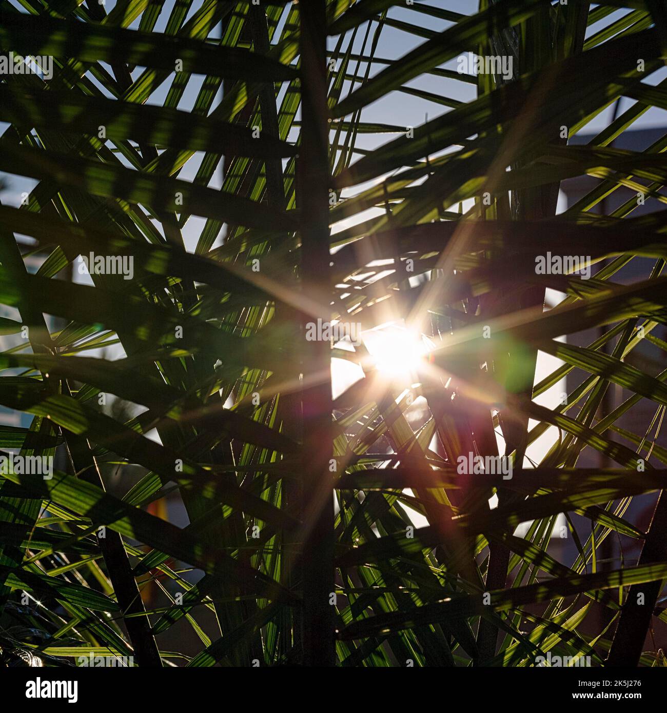Sunbeams through palm fronds, backlight, light reflections, background ...