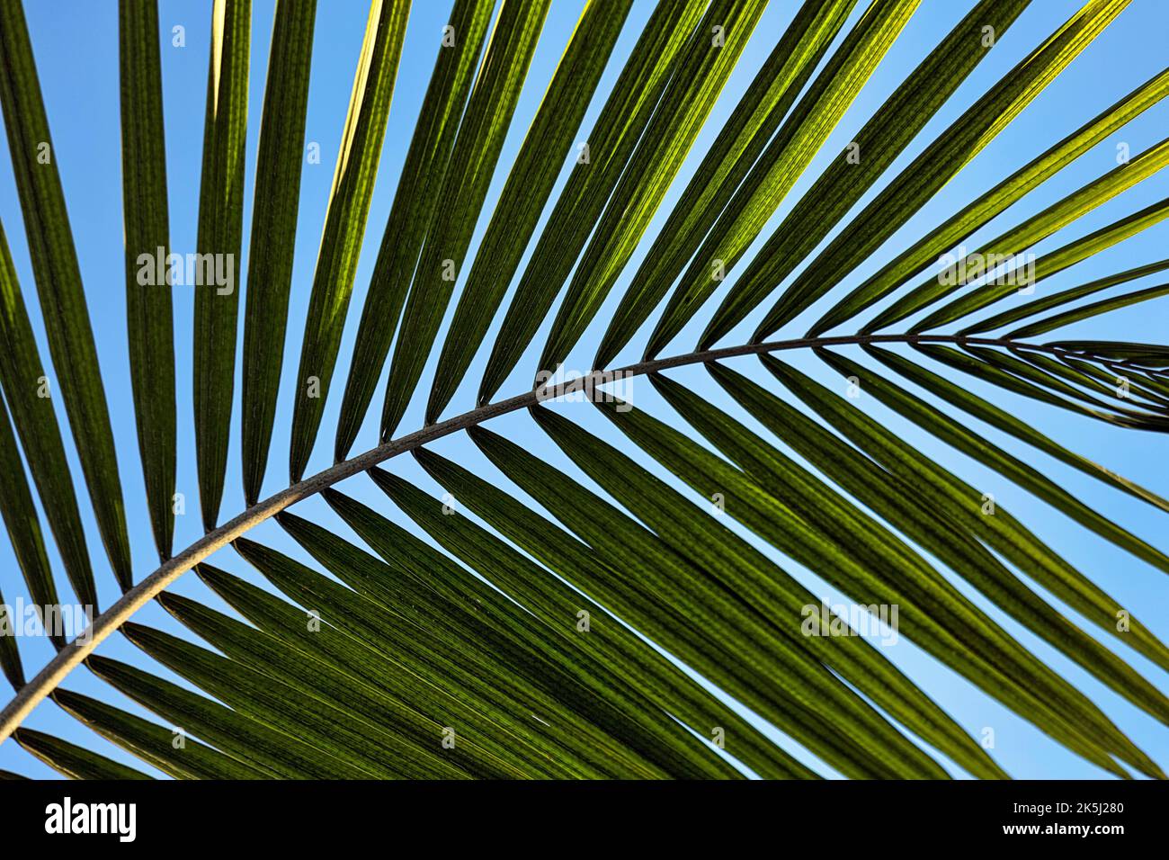 Structure of a palm frond, close-up, backlight, background image Stock ...