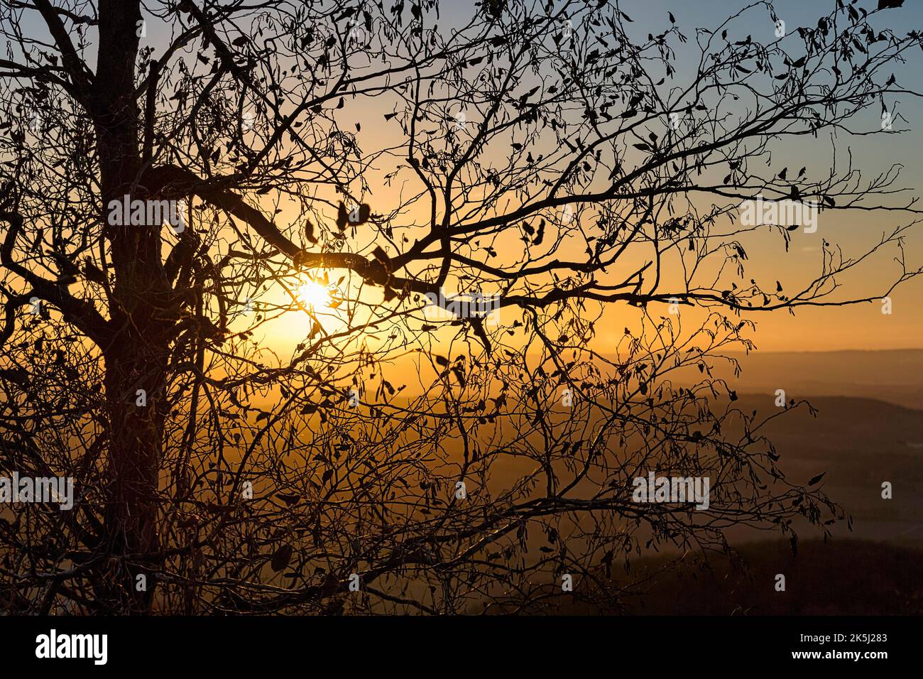 Sun shining through branches, tree with withered leaves in autumn ...