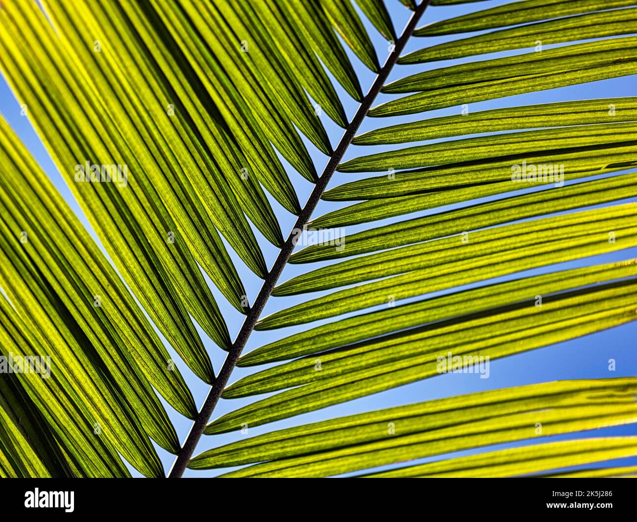 Structure of a palm frond, close-up, backlight, background image Stock ...