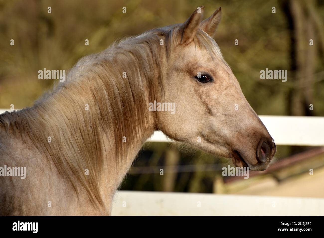 Head of a young mare of the American Quarter Horse breed without ...