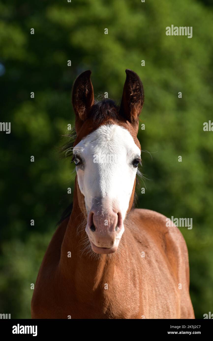 Brown filly with large markings and light eyes (splash gene) of the ...