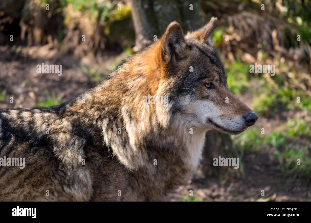 Gray wolf (Canis Lupus), Germany Stock Photo - Alamy