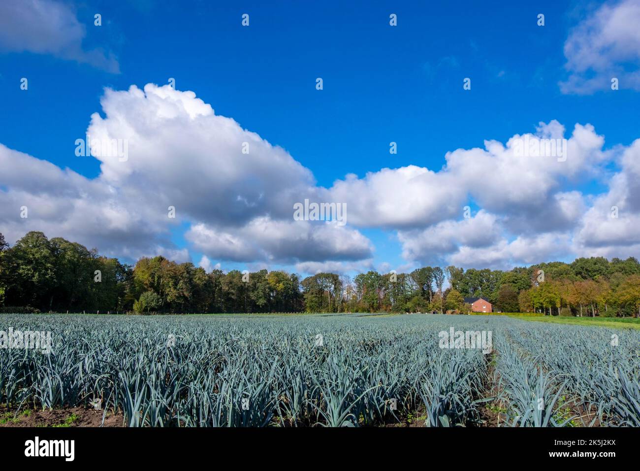 Vegetable field with leeks, Muensterland, North Rhine-Westphalia ...