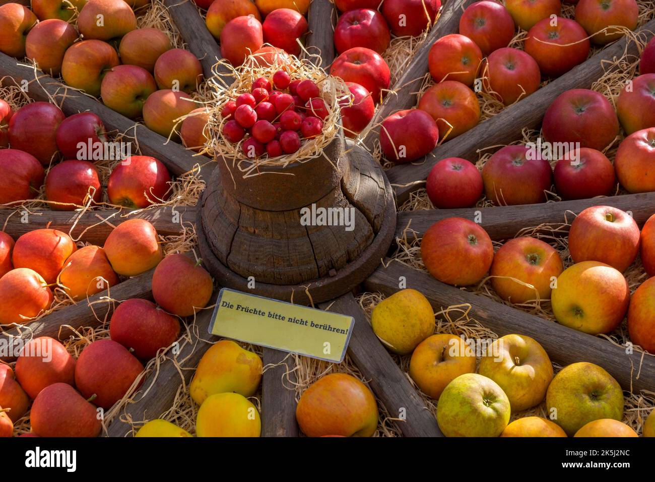 Presentation of different apple varieties in an old wagon wheel ...