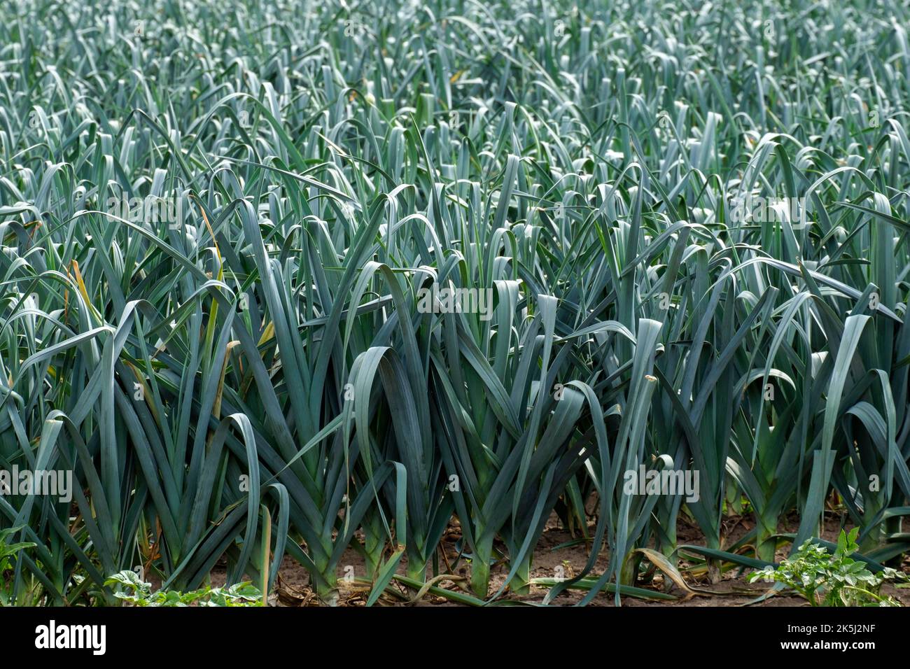 Vegetable field with leeks, Muensterland, North Rhine-Westphalia ...