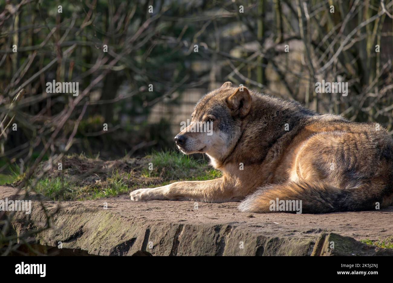 Gray wolf (Canis Lupus), Germany Stock Photo - Alamy