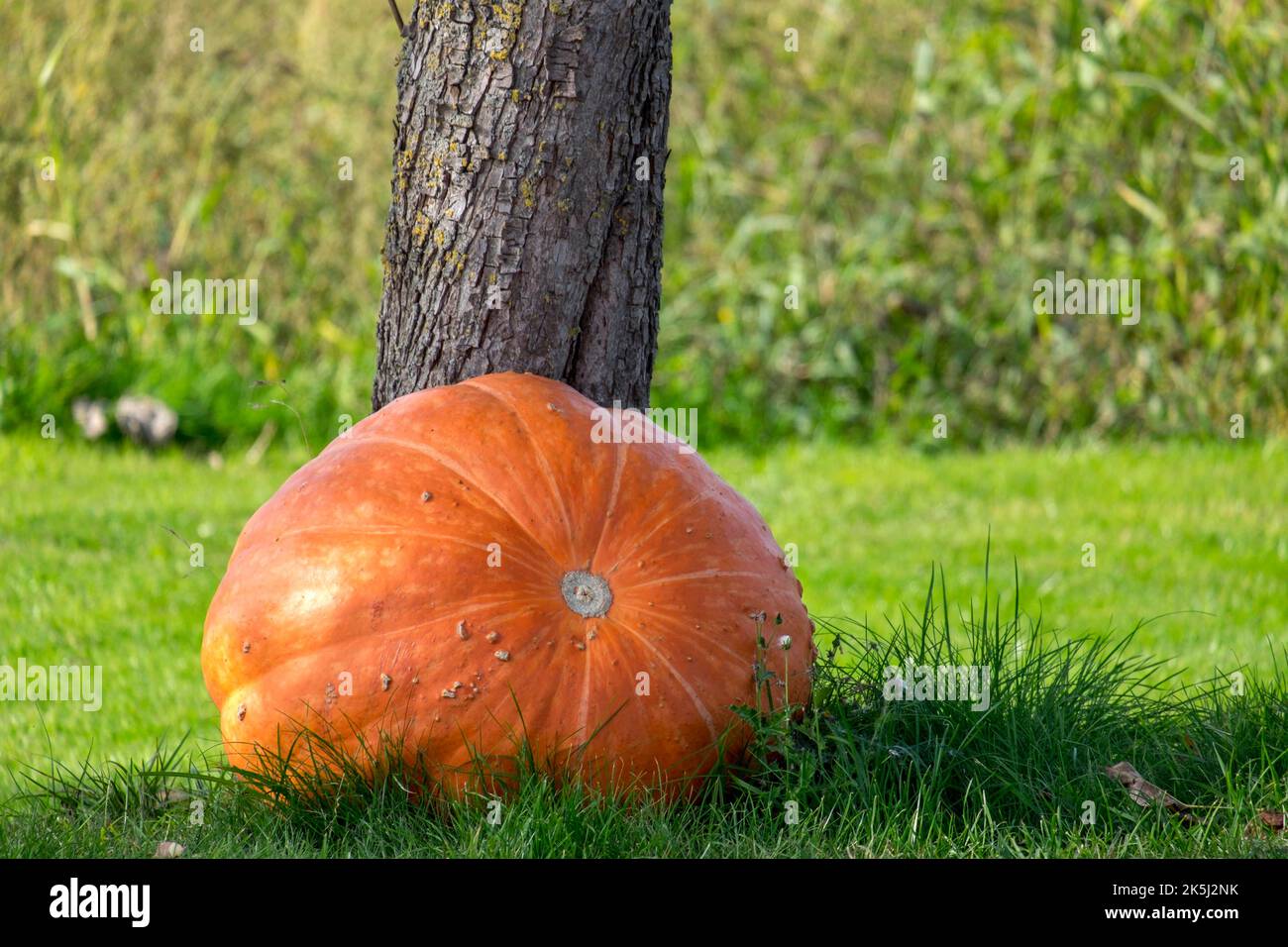 Giant pumpkin (Cucurbita) leaning against a tree trunk, Muensterland ...
