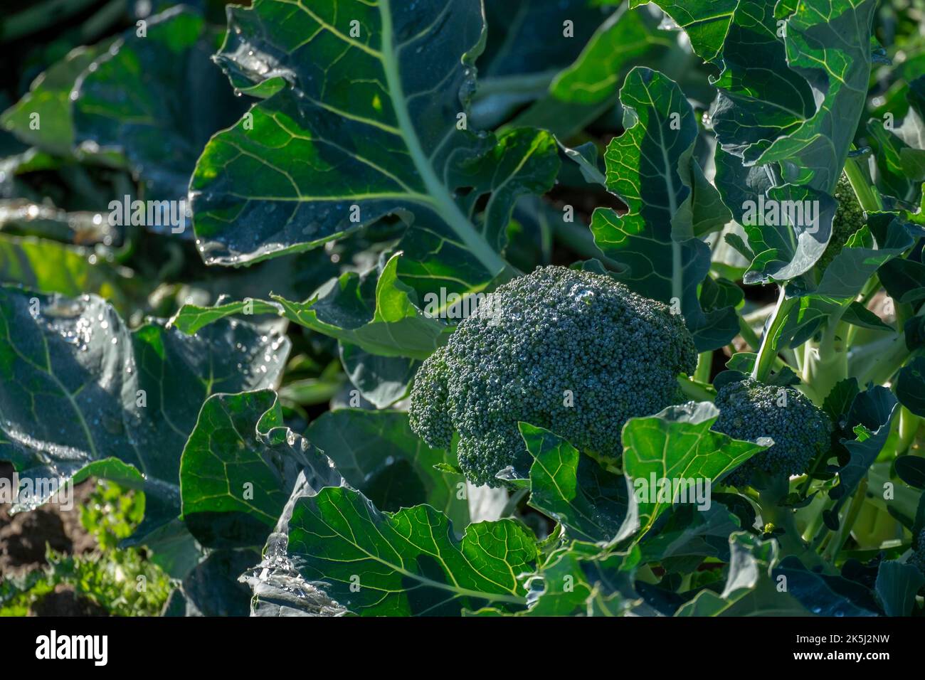 Vegetable field with broccoli, Muensterland, North Rhine-Westphalia ...