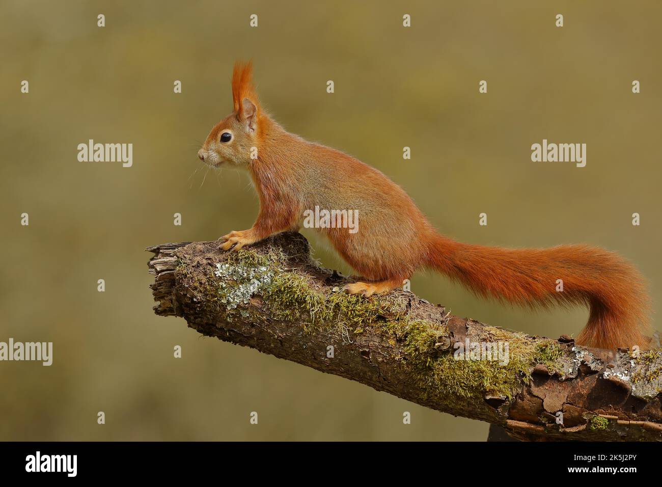 Eurasian red squirrel (Sciurus vulgaris), on a branch ready to pounce ...