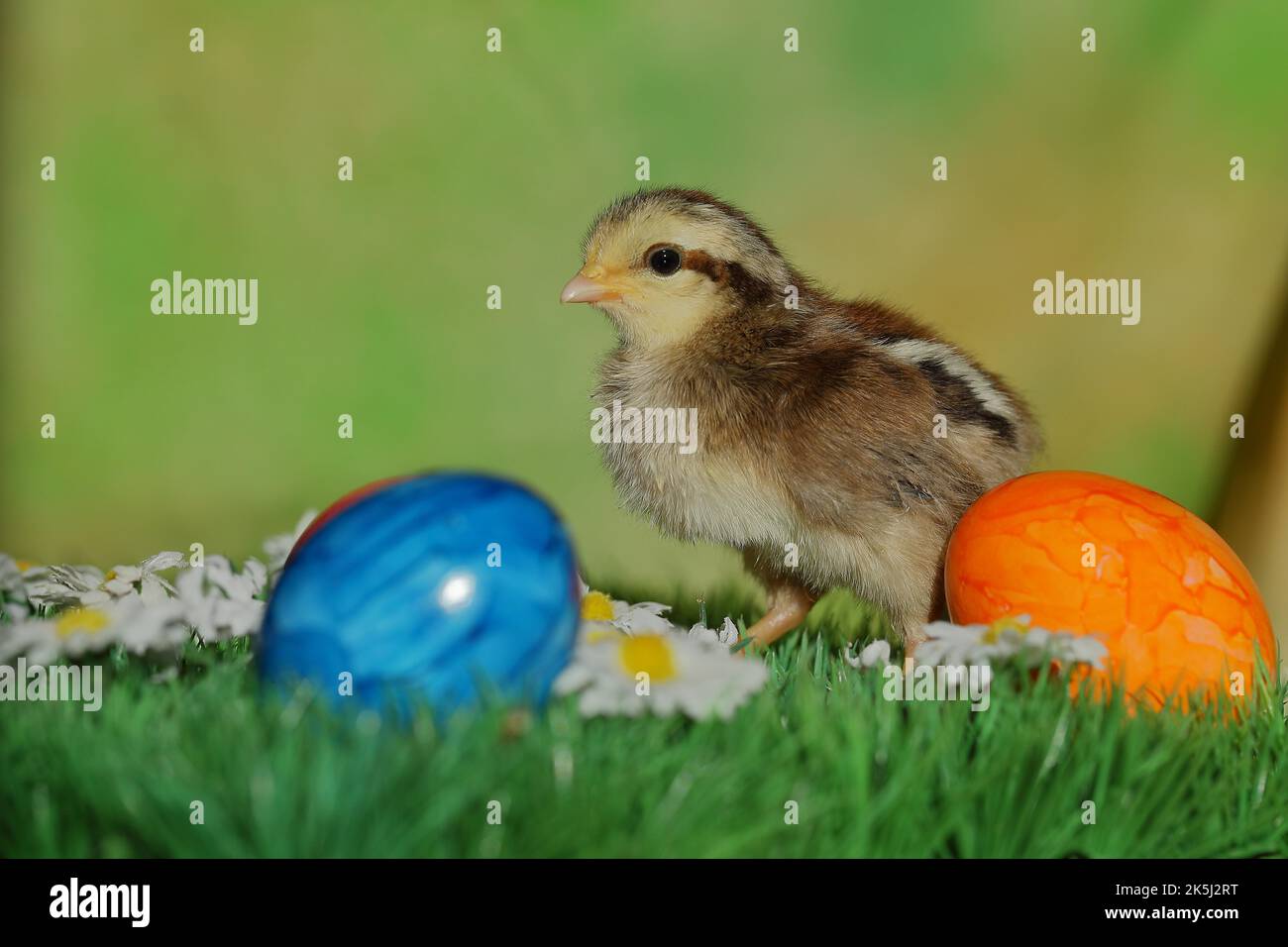 Domestic chicken (Gallus gallus domesticus), chicken chicks with ...
