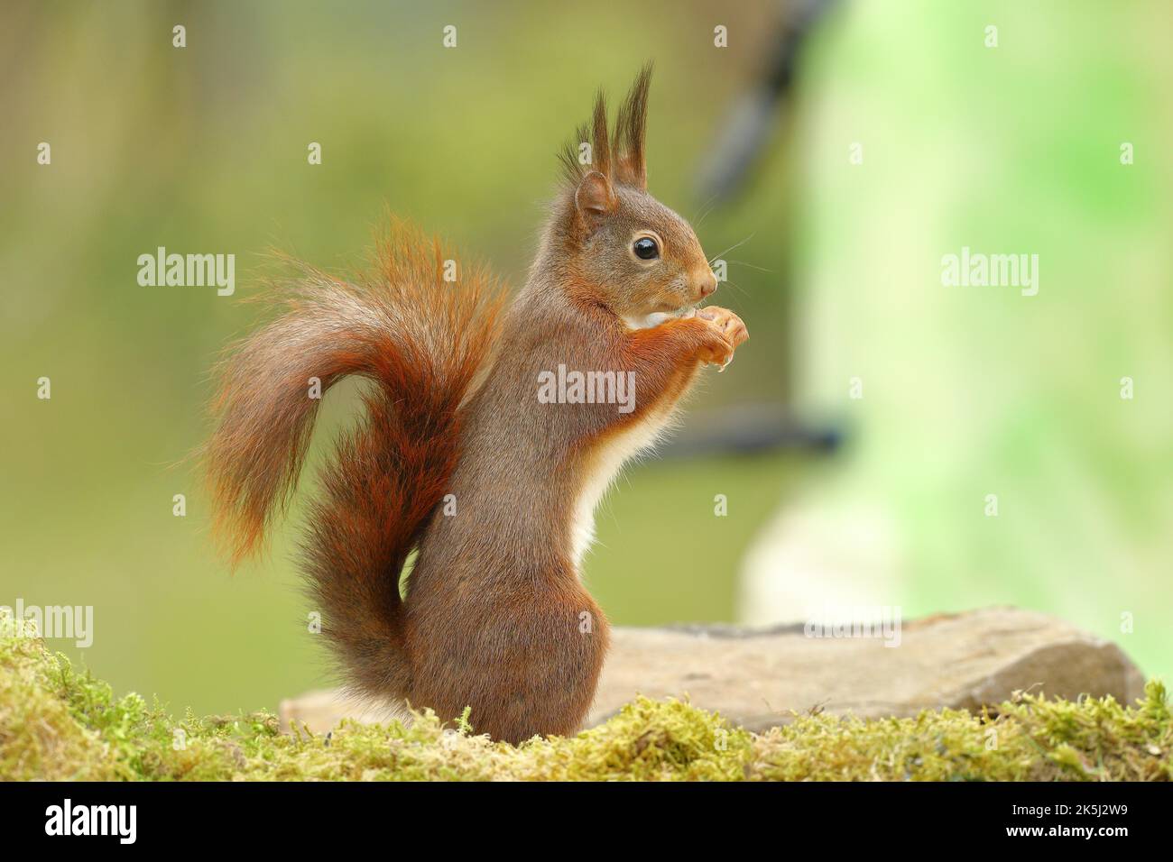 Eurasian red squirrel (Sciurus vulgaris), at a bird feeder in the ...