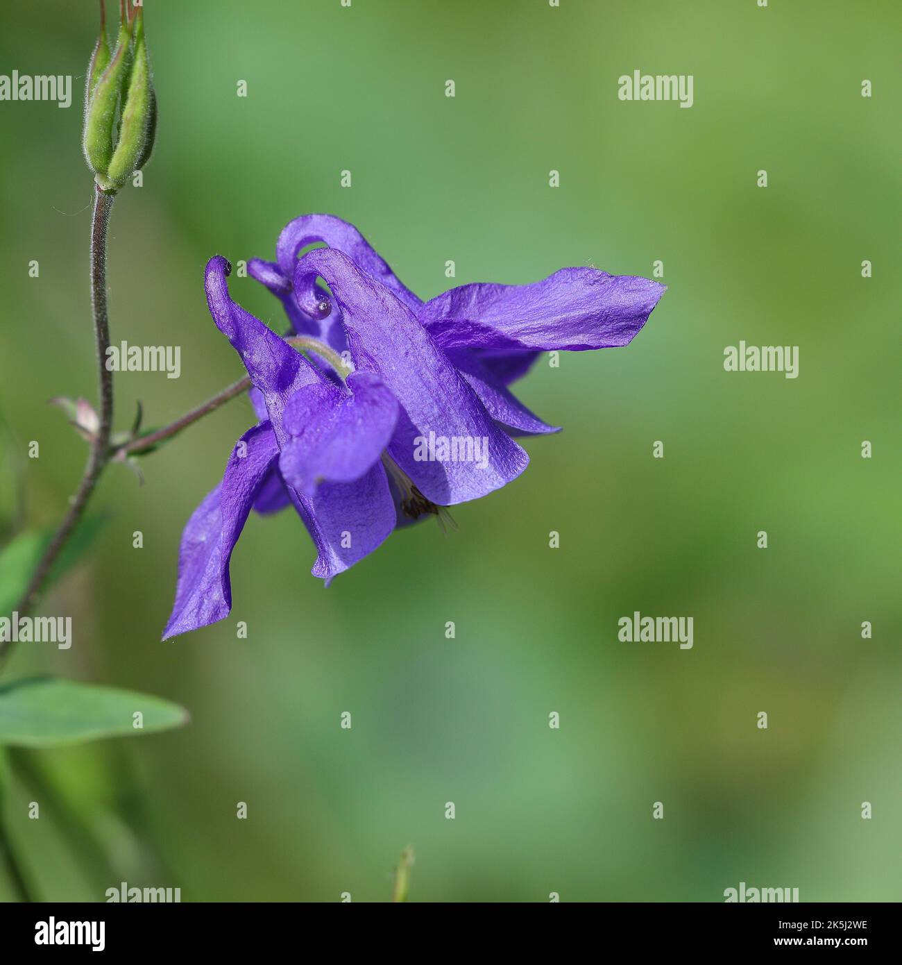 European columbine (Aquilegia vulgaris), blue flower at the edge of a ...