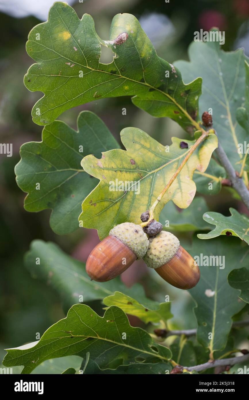 English oak (Quercus robur) with acorns, Lower Saxony, Germany Stock ...
