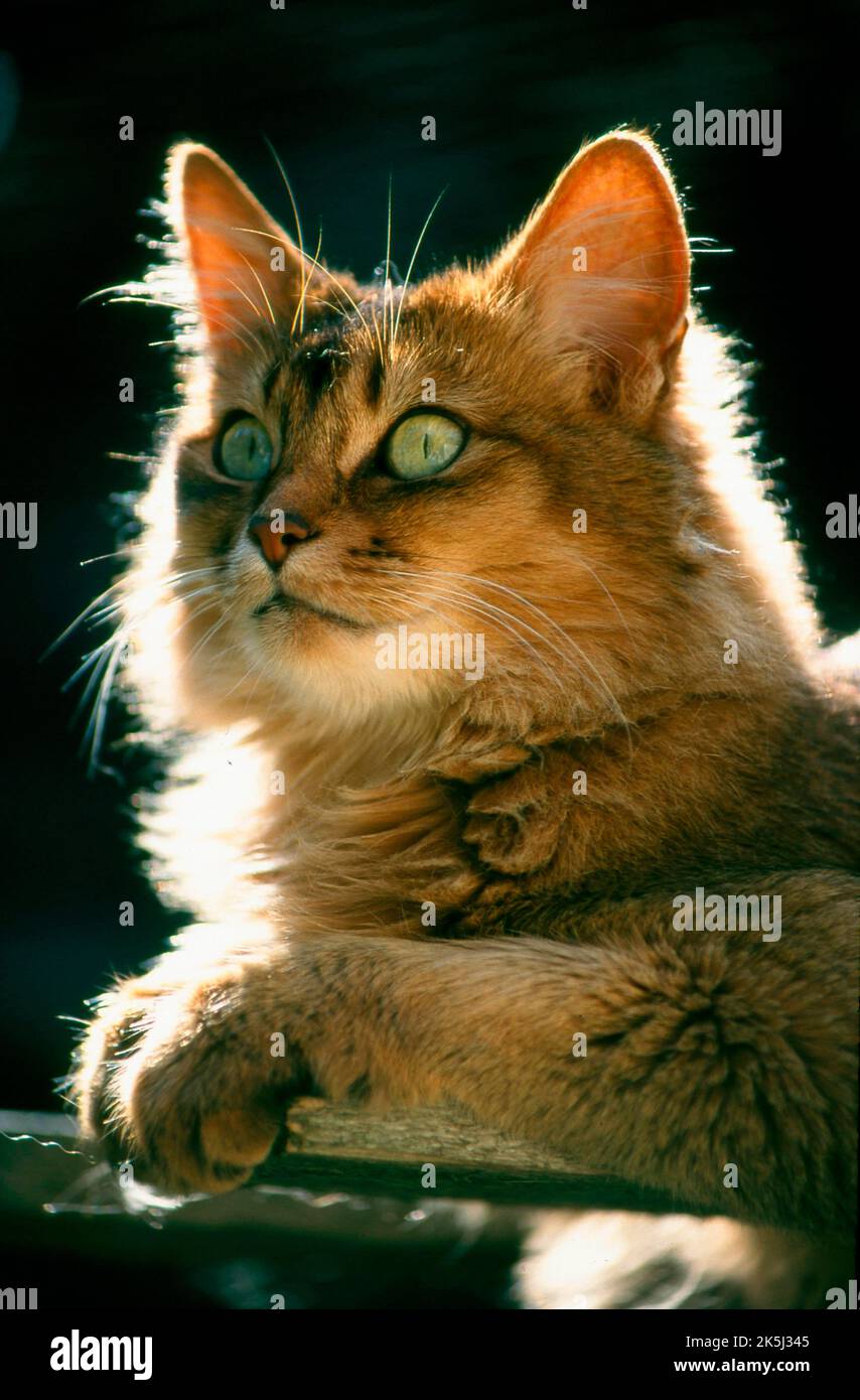 Somali baby hi-res stock photography and images - Alamy