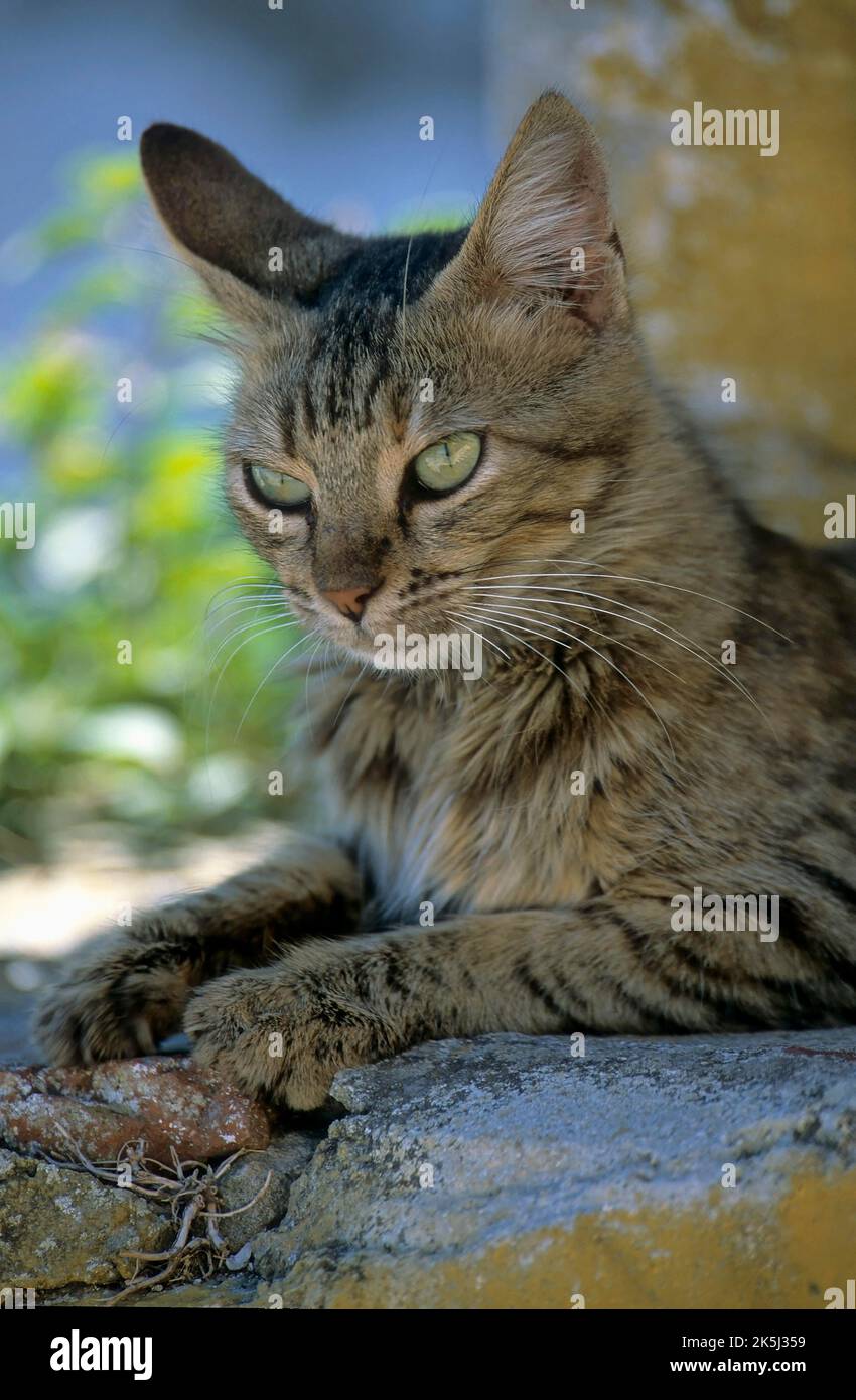 Freshwater polyp (Hydra Stock Photo - Alamy