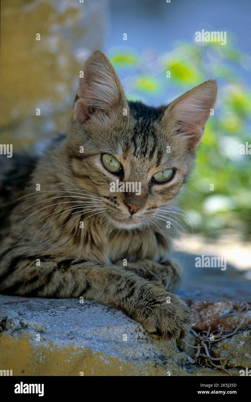 Hydra polyp hi-res stock photography and images - Alamy
