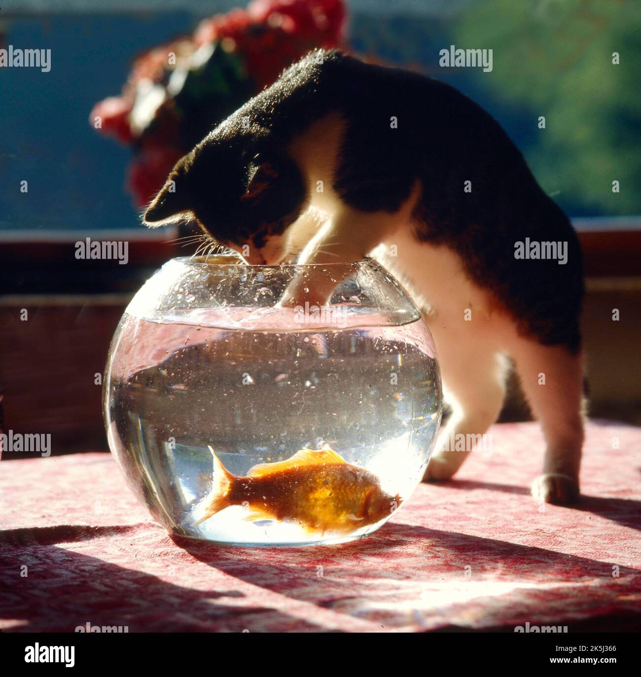 Cat with Goldfish Animal Friendship Stock Photo - Alamy