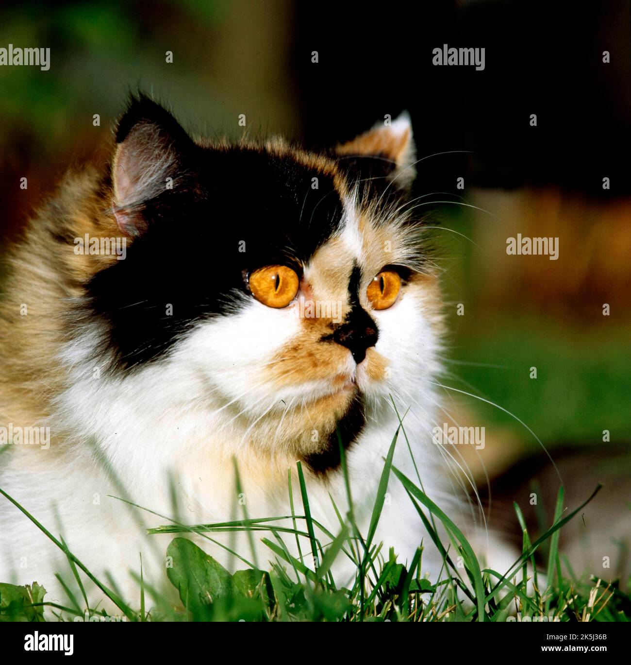 White and tortoiseshell persian cat hi-res stock photography and images ...