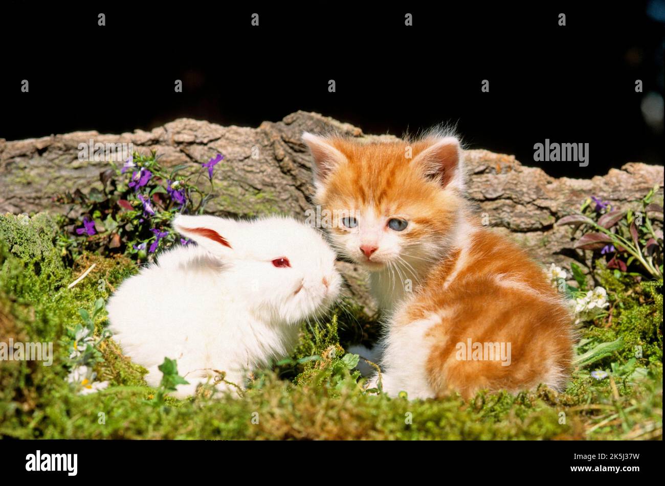 Animal postcards hi-res stock photography and images - Alamy