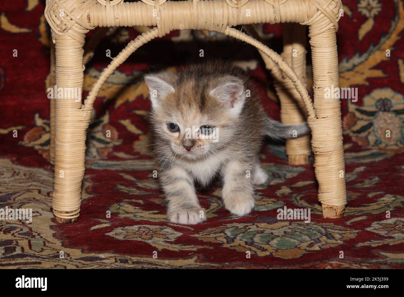 Young domestic cat running under a raffia chair Stock Photo - Alamy