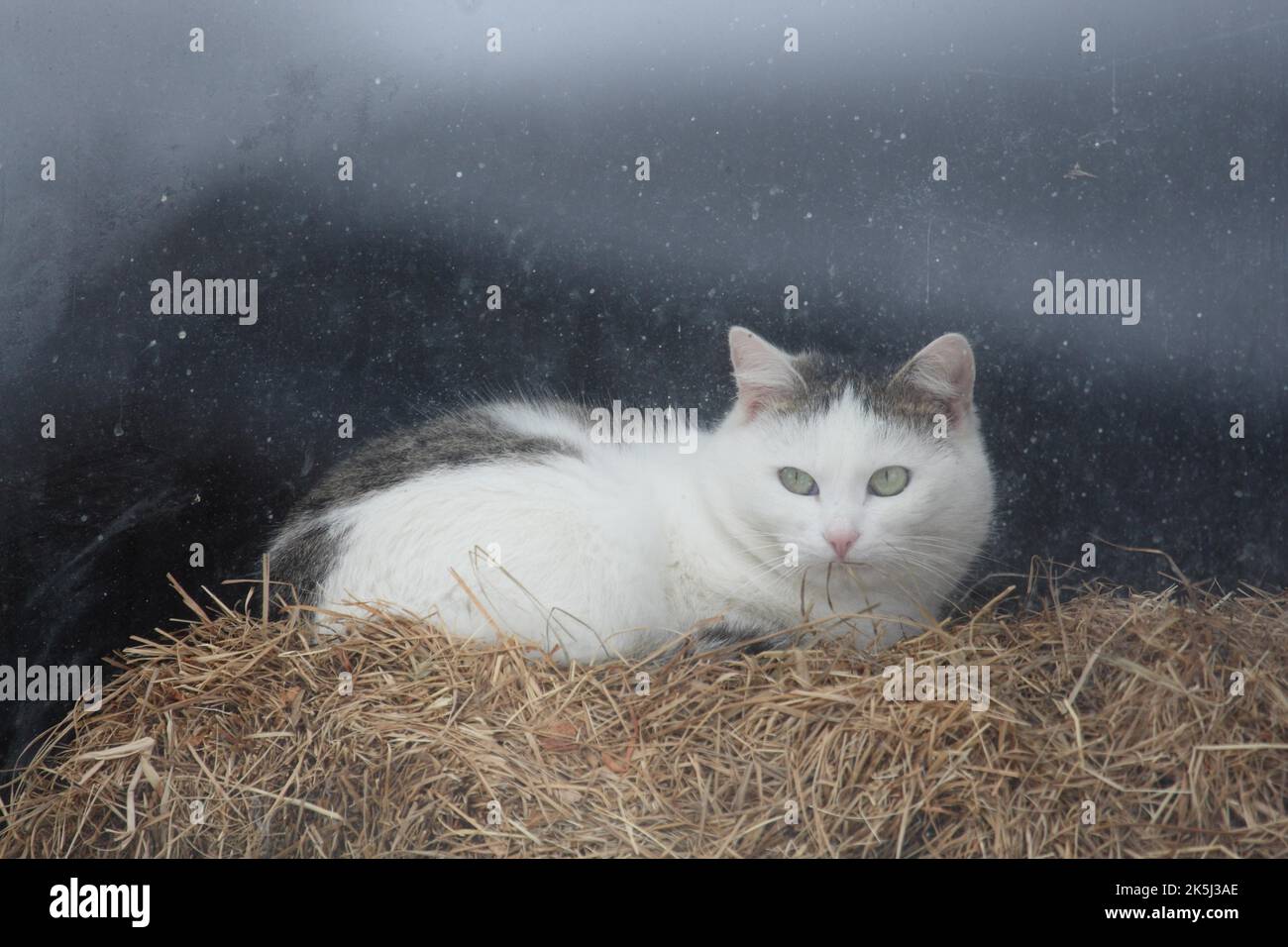 White house cat willow hi-res stock photography and images - Alamy