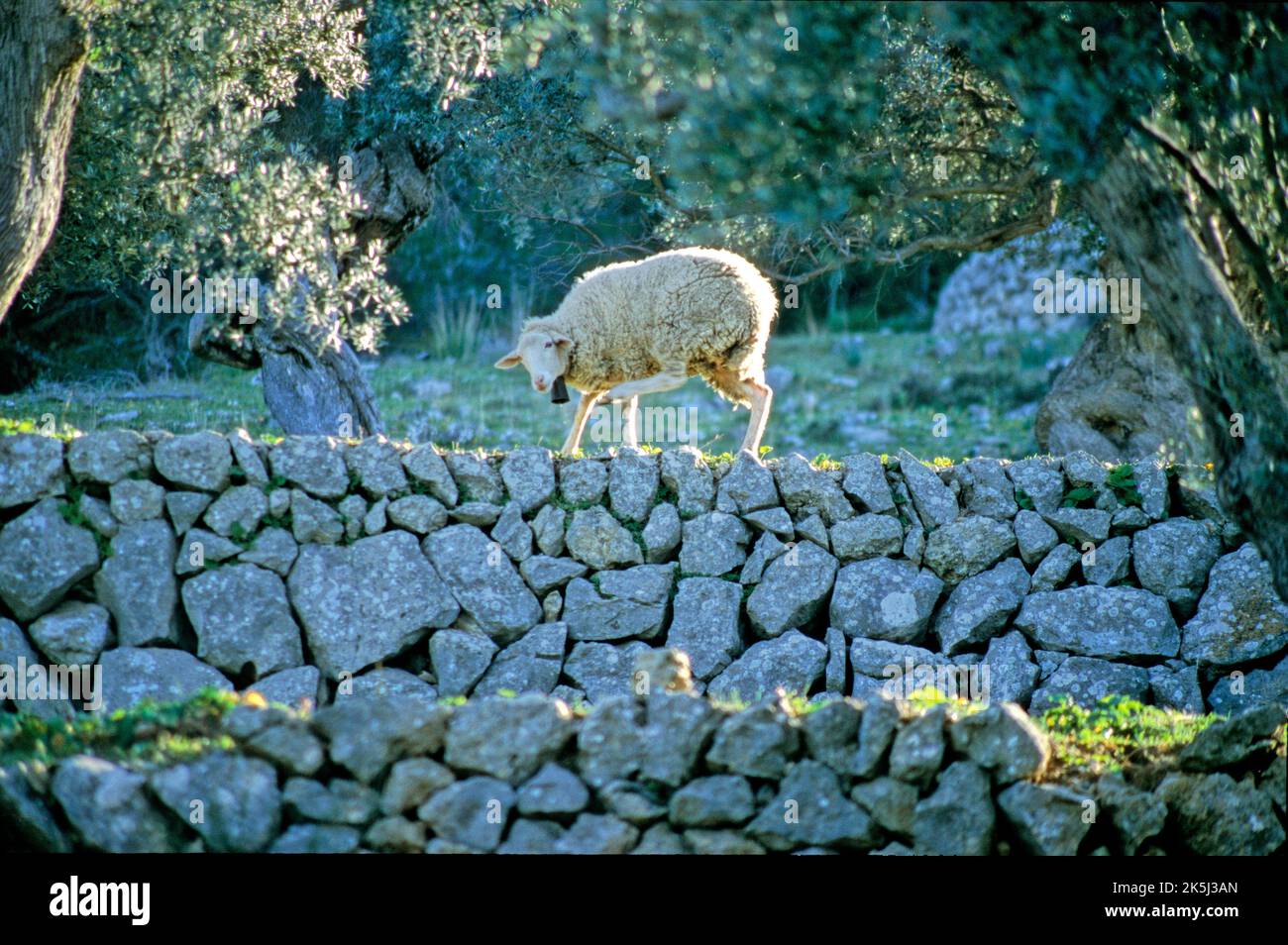 Sheep on stone wall, Deija, Majorca Stock Photo - Alamy