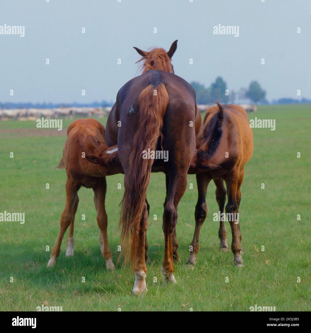 Hungarian horse riding hi-res stock photography and images - Alamy