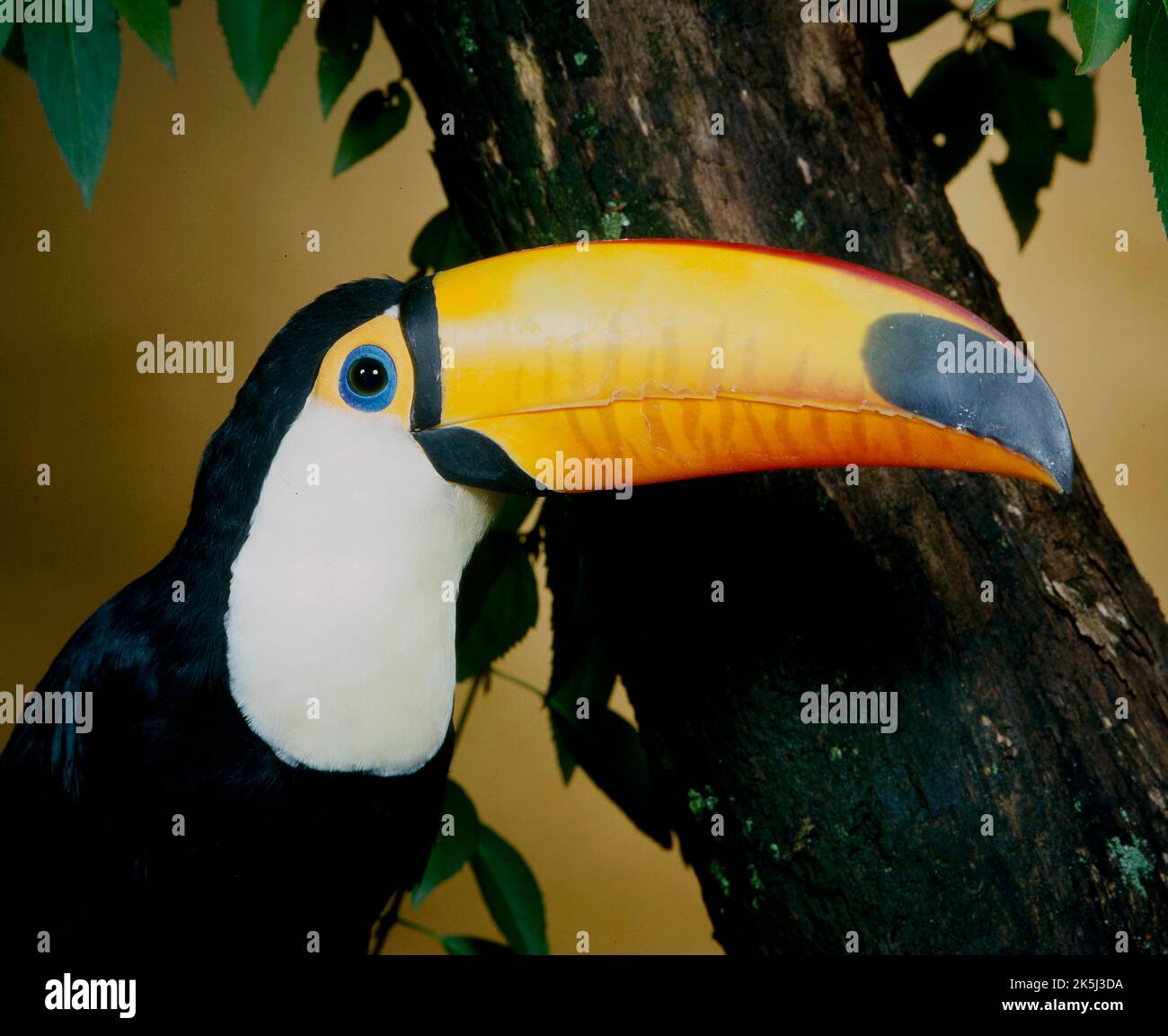 Giant Toucan Ramphastus Iaco Ramphastus toco Stock Photo - Alamy