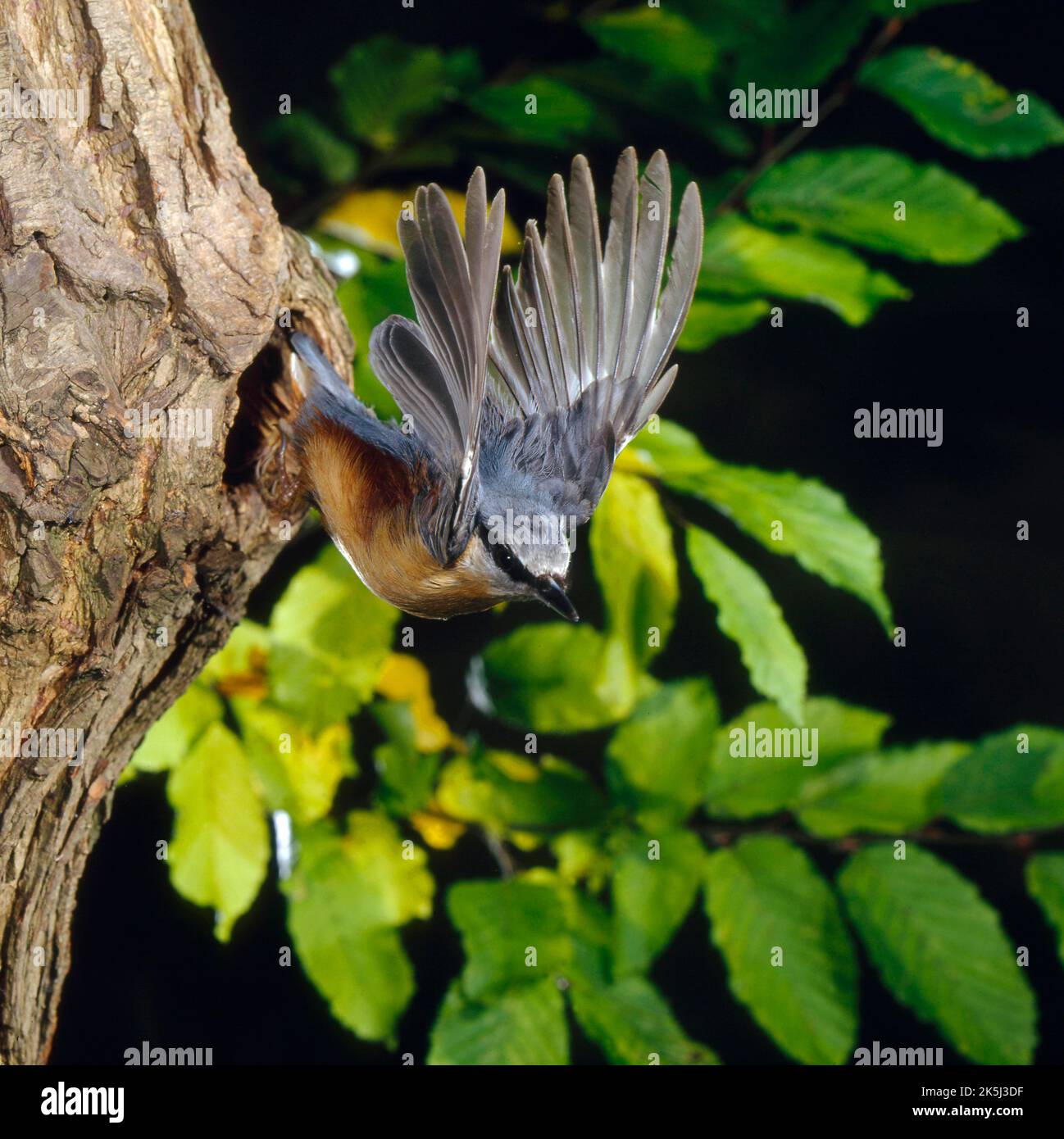 Flying Nuthatch, Sitta europaea Bird of the Year 2006 Stock Photo - Alamy