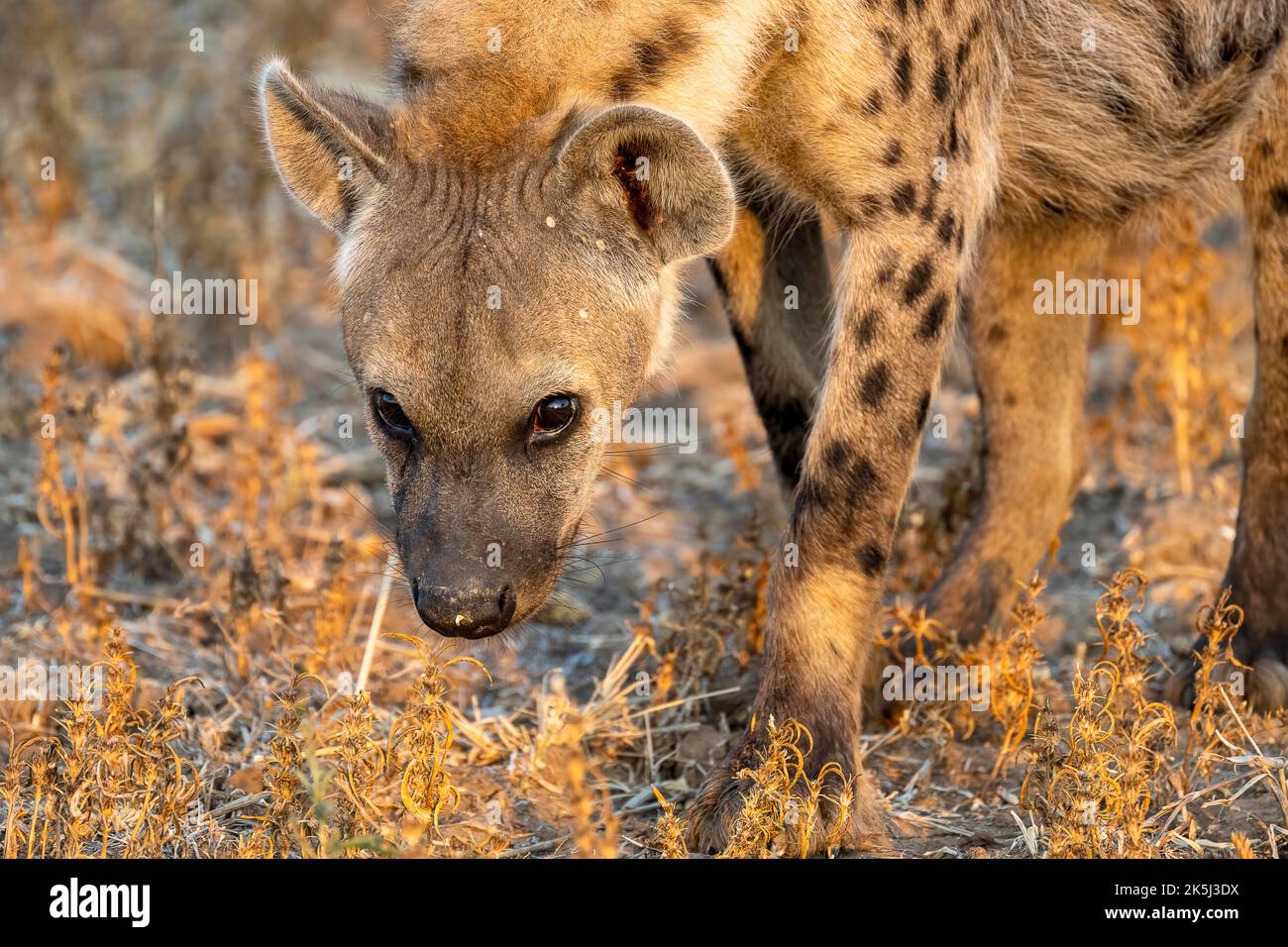 Spotted hyena (Crocuta crocuta), animal portrait, in morning light ...